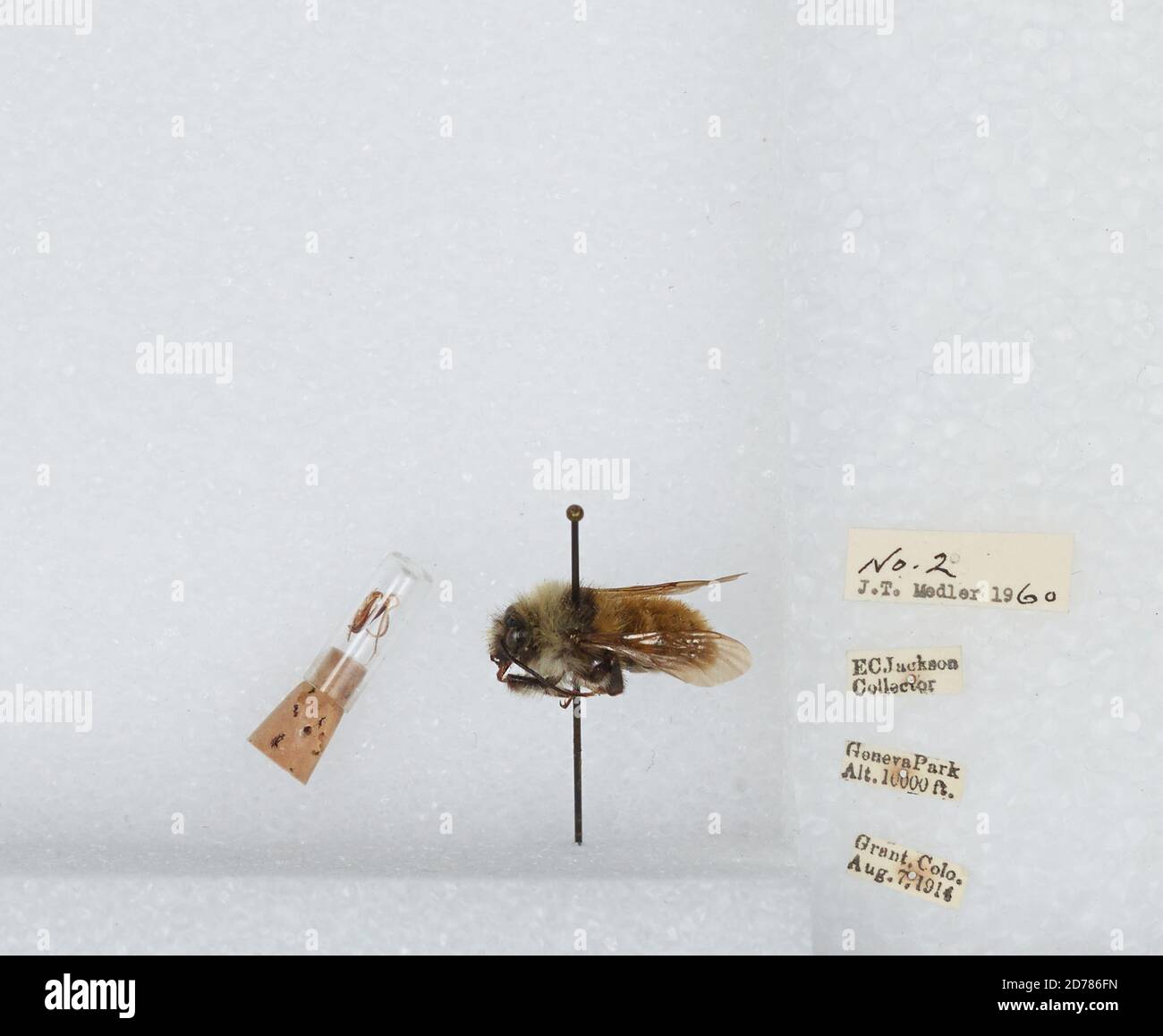 Geneva Park, Grant, Park, Colorado, United States, Bombus ...