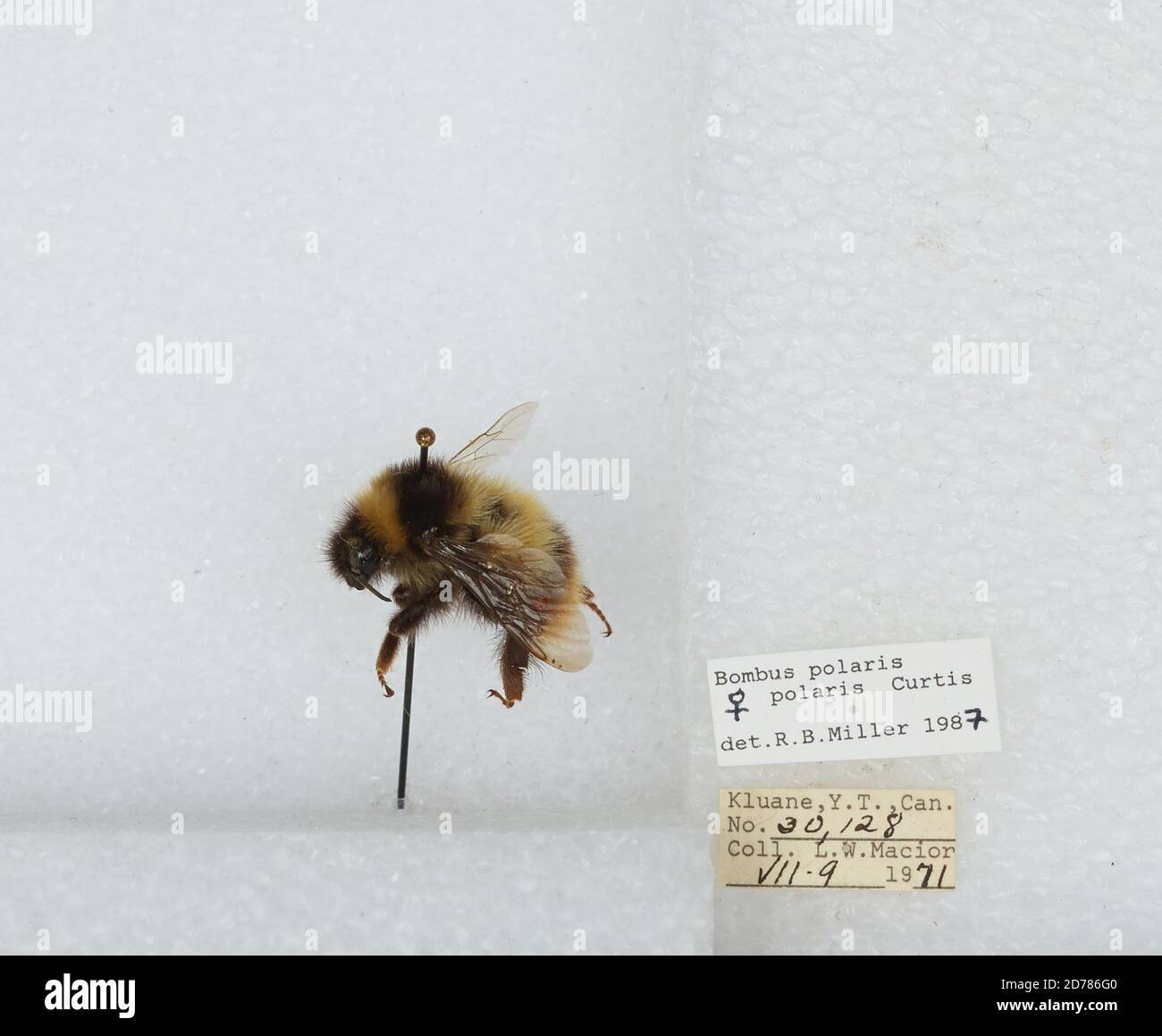 Kluane, Yukon Territory, Canada, Bombus (Alpinobombus) polaris Curtis ...
