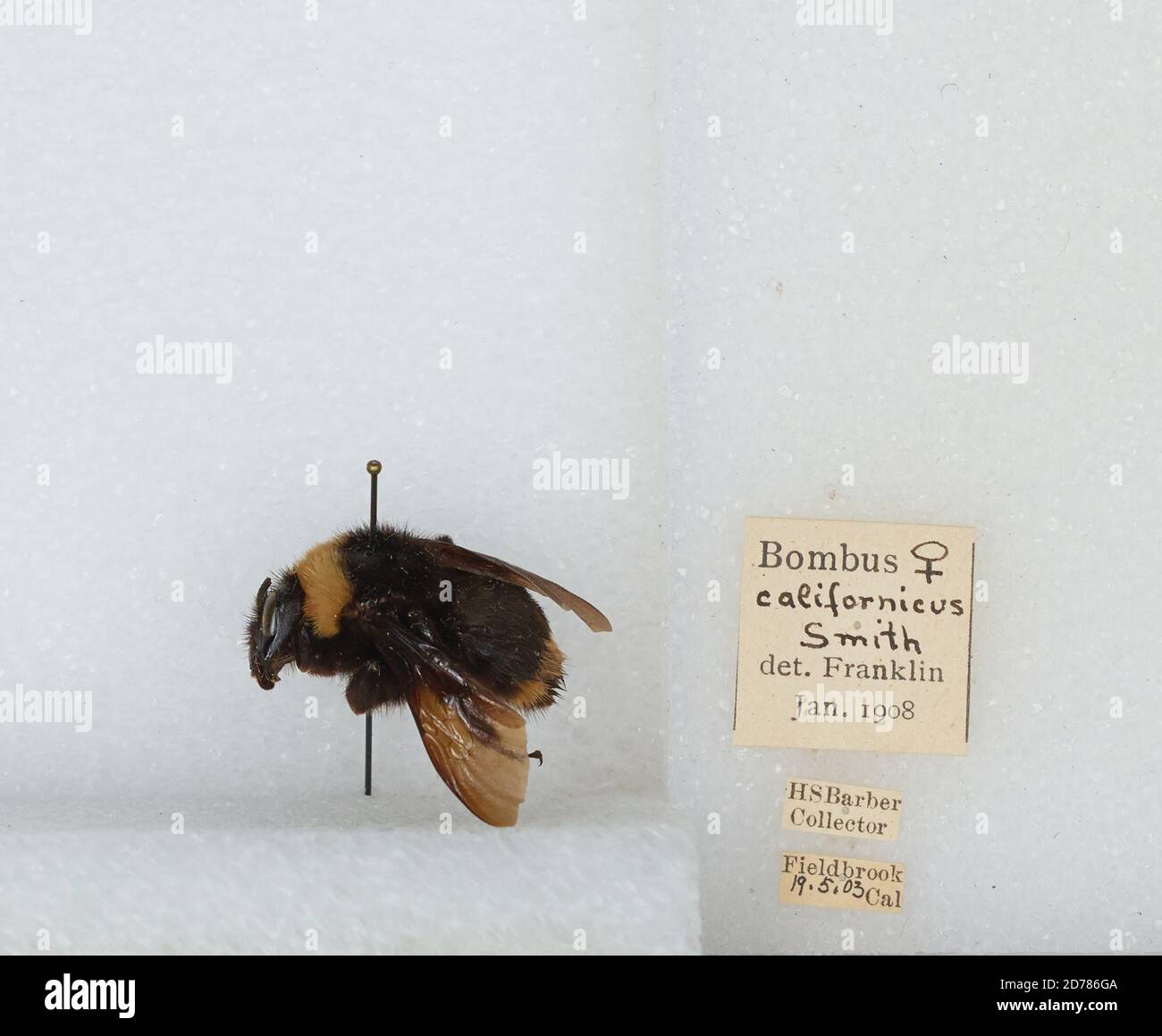 Fieldbrook, Humboldt, California, United States, Bombus (Fervidobombus ...