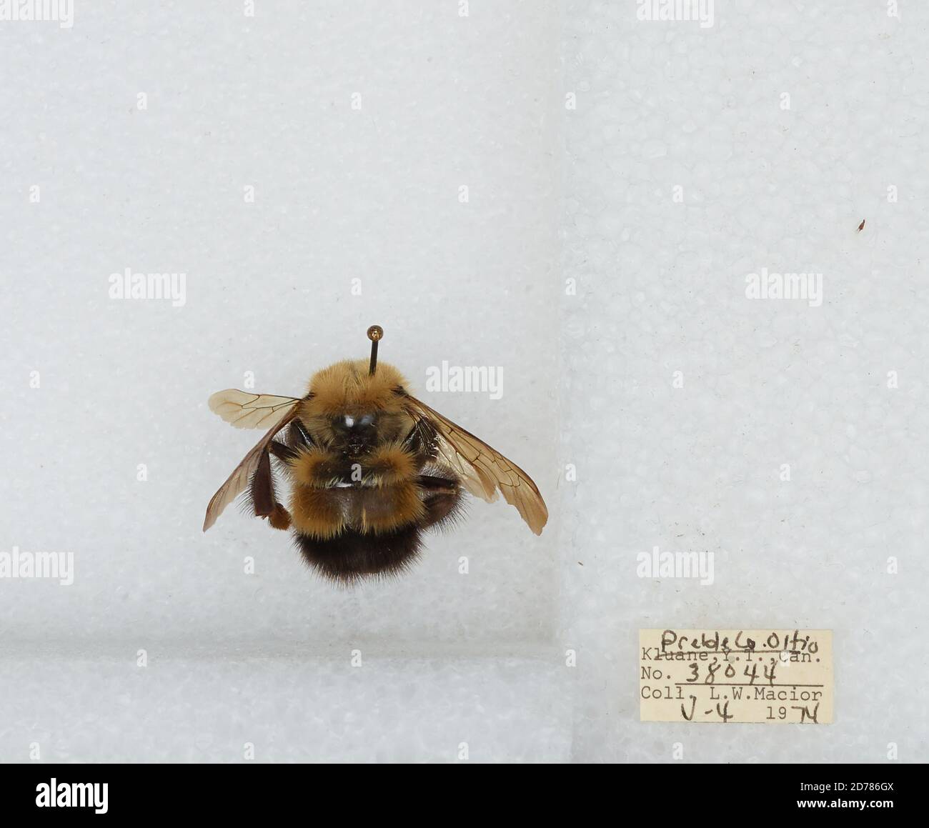 Preble, Ohio, United States, Bombus (Pyrobombus) perplexus Cresson ...