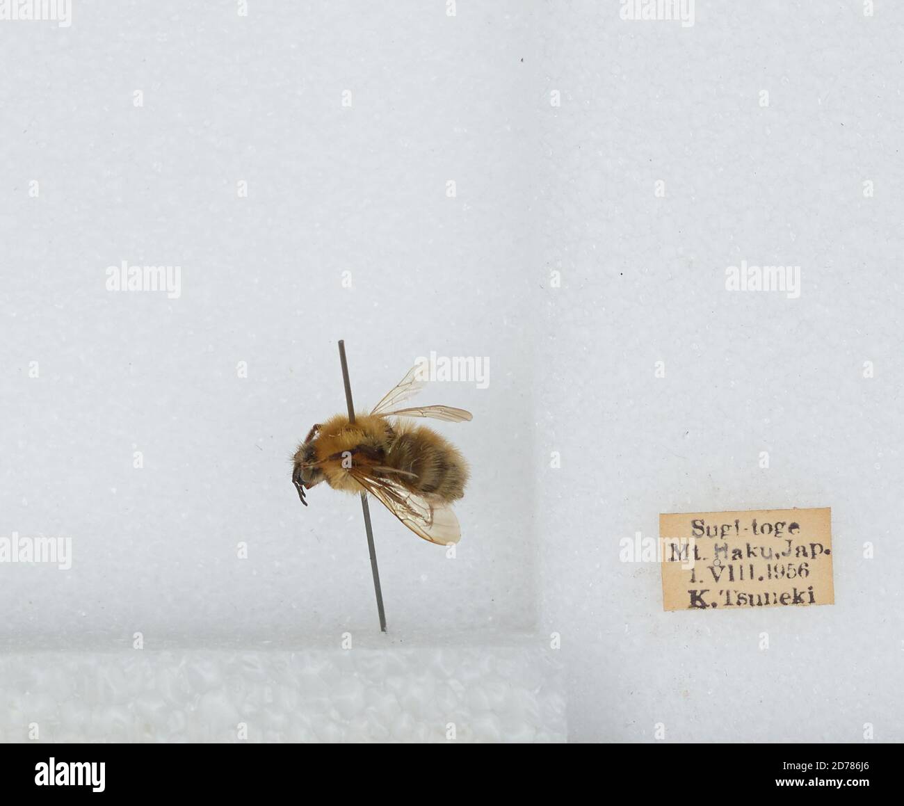 Mt. Haku, Sugi-toge, Japan, Bombus (Diversobombus) diversus Smith ...