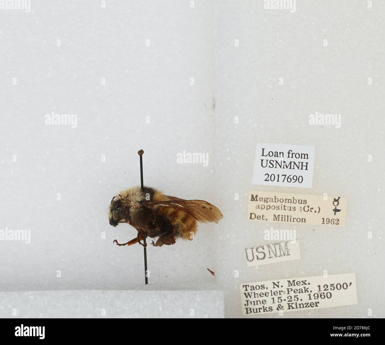 Wheeler Peak, Taos, New Mexico, United States, Bombus ...