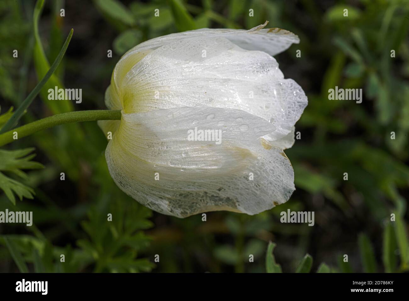Israel, white Anemone coronaria AKA Spanish marigold or Kalanit (in ...