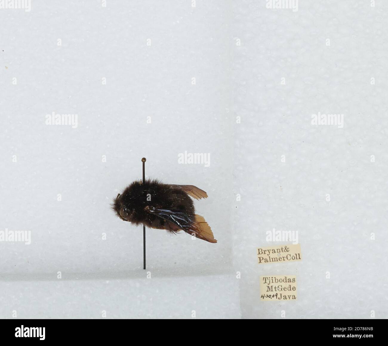 Tjibodas Mount Gede, West Java, Indonesia, Bombus (Tricornibombus ...