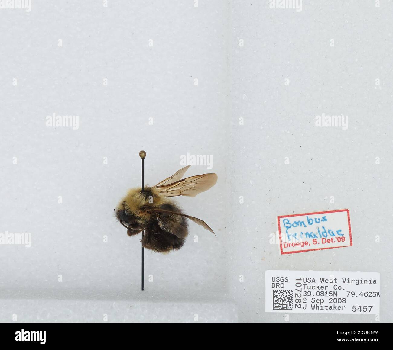 Tucker, West Virginia, United States, Bombus (Psithyrus) fernaldae ...