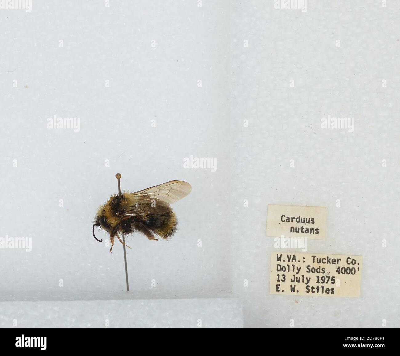 Dolly Sods, Tucker, West Virginia, United States, Bombus (Psithyrus ...
