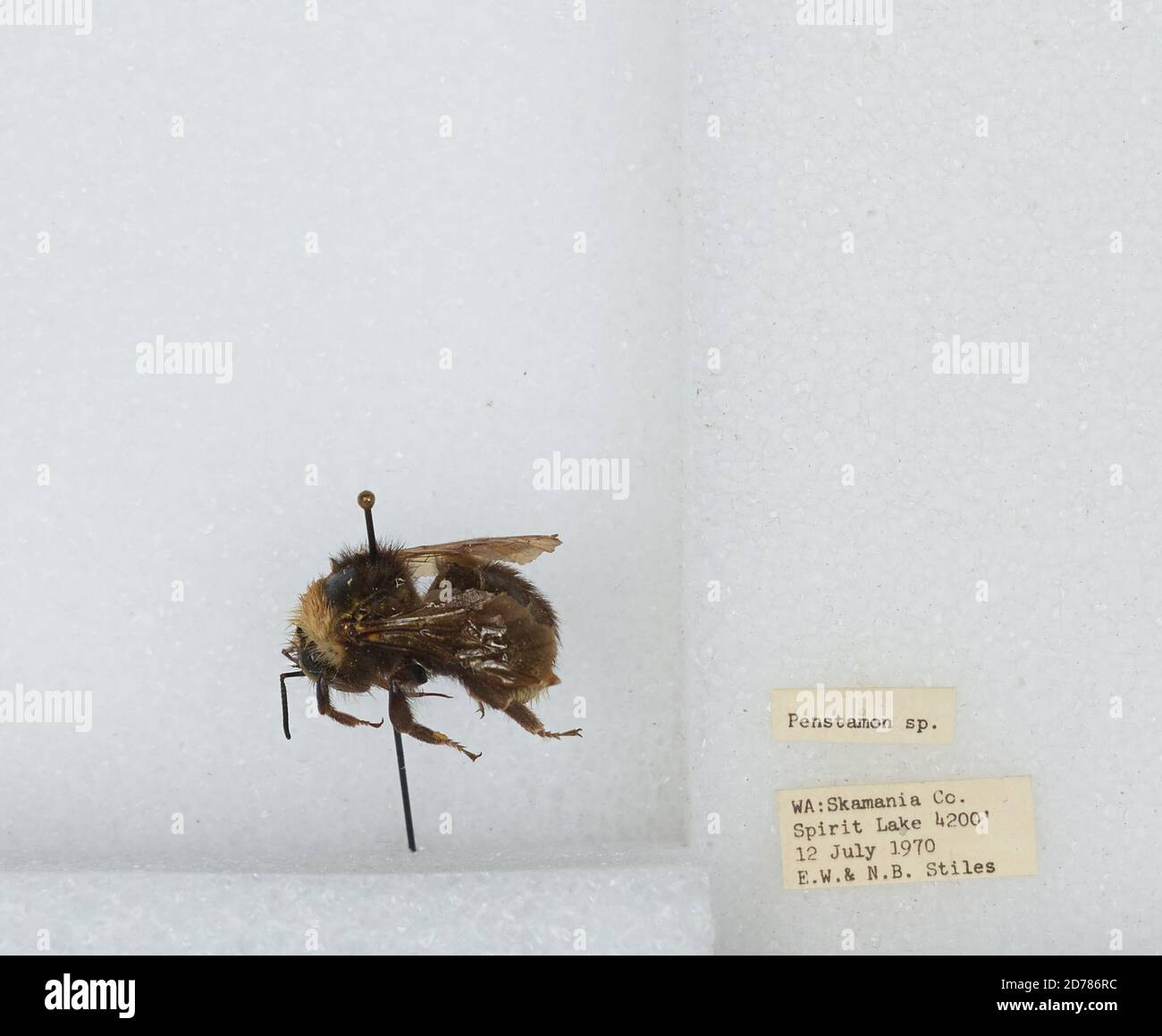 Spirit Lake, Skamania, Washington, United States, Bombus (Psithyrus ...