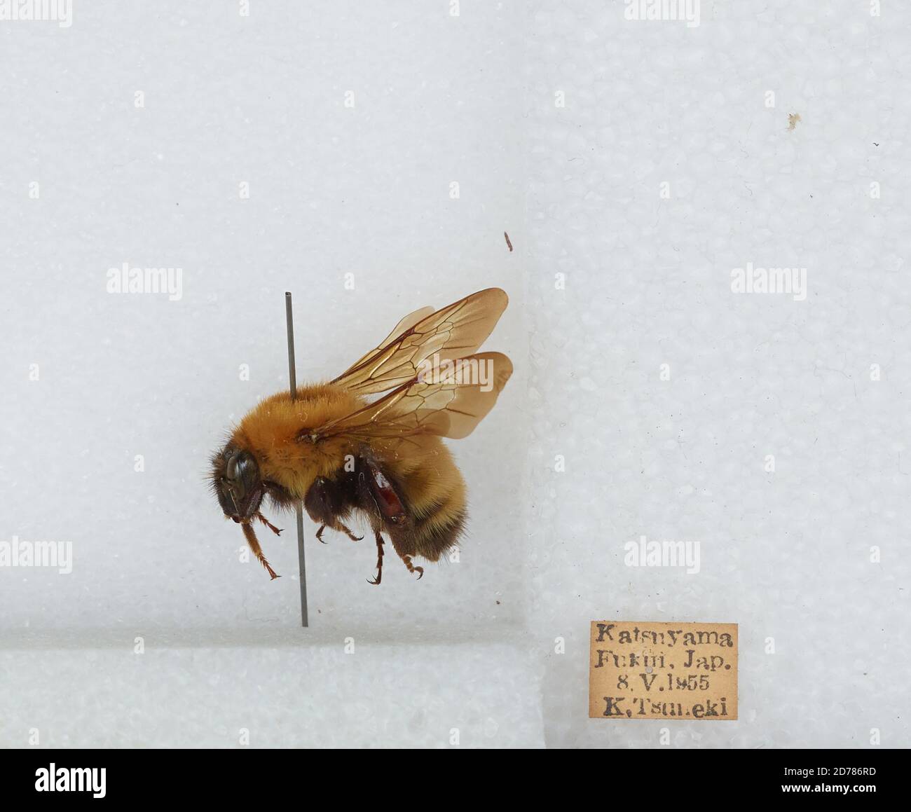 Katsuyama, Fukui, Japan, Bombus (Diversobombus) diversus Smith ...