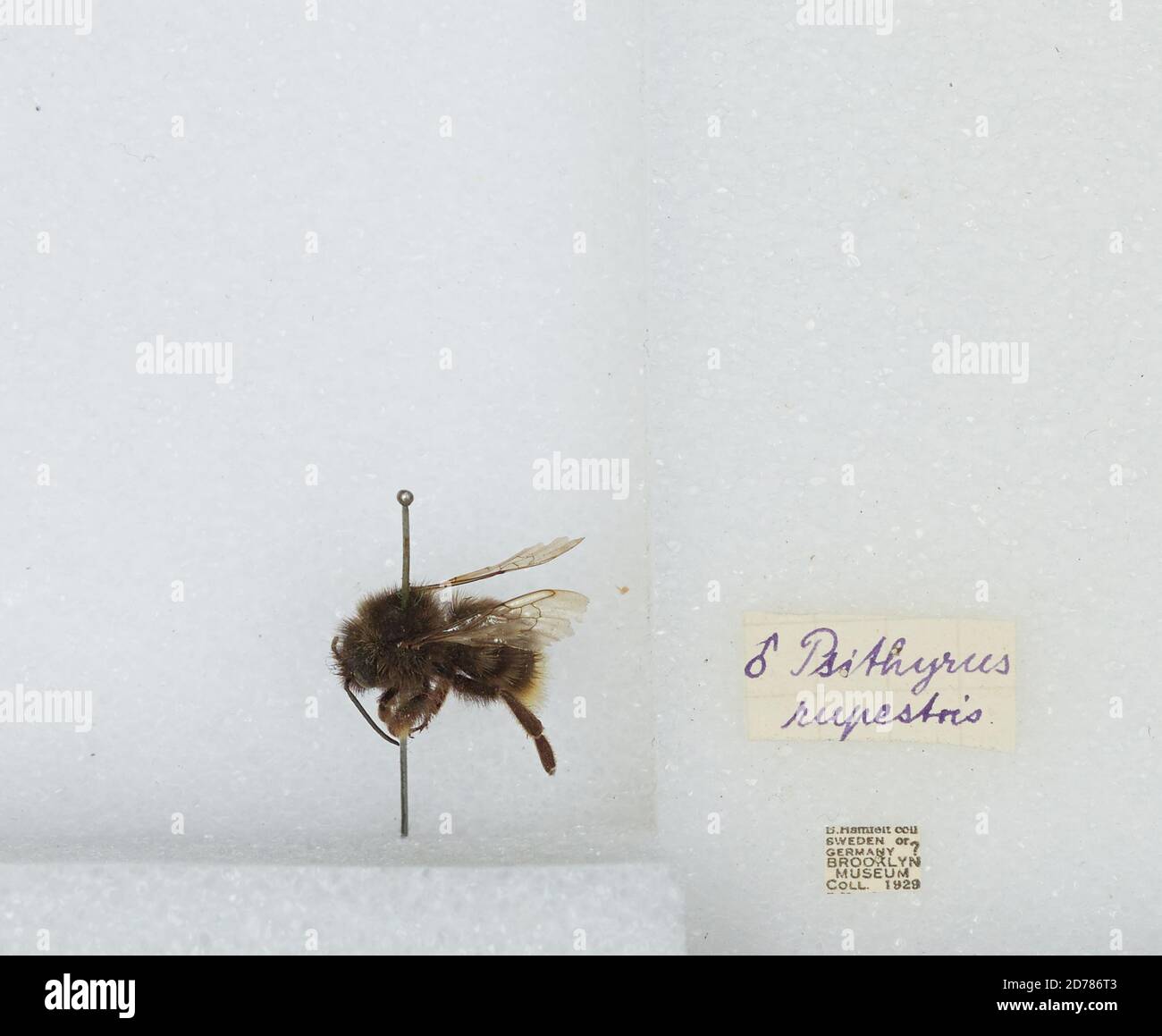 Psithyrus barbutellus hi-res stock photography and images - Alamy