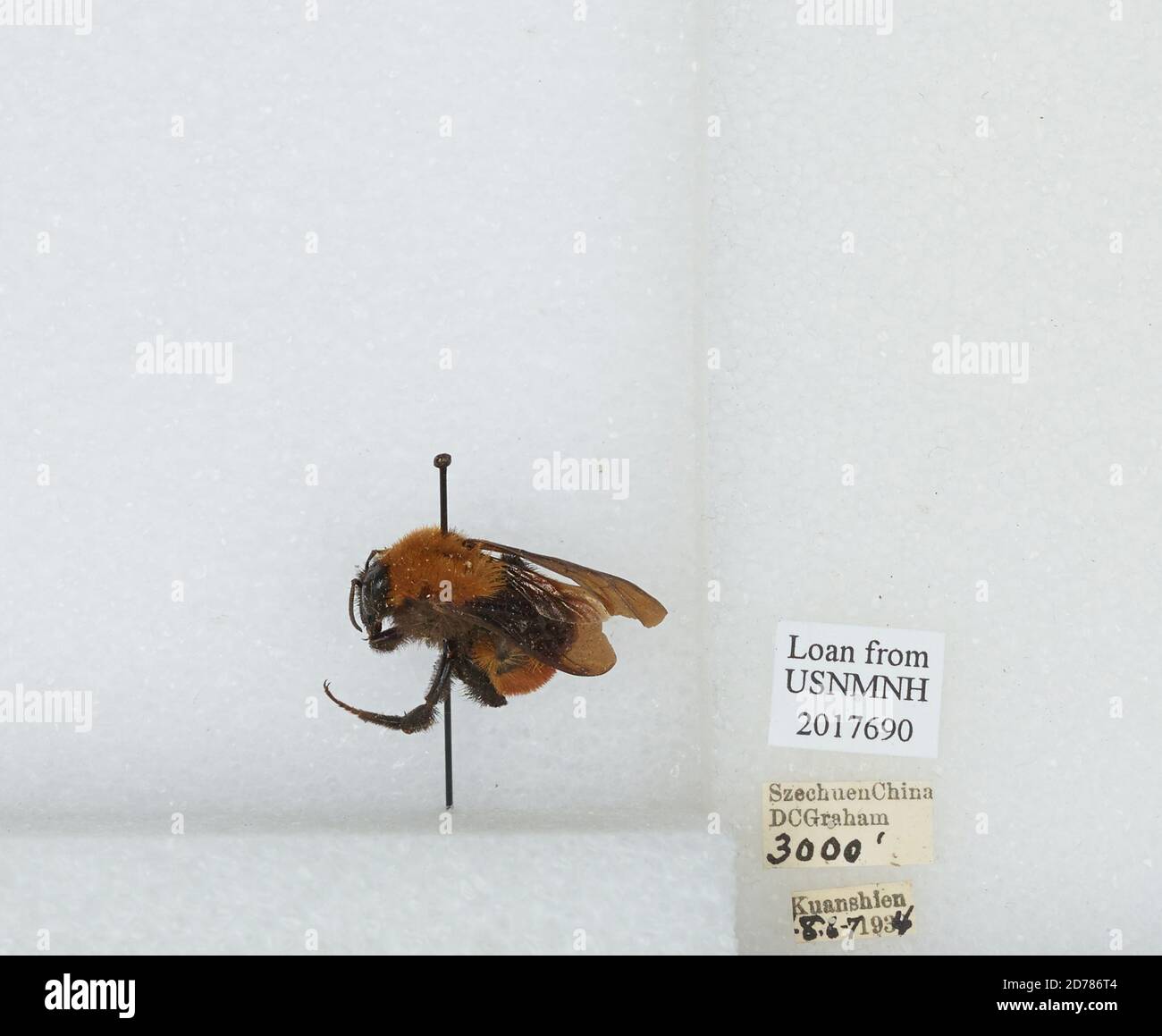 Kuanshien, Sichuan, China, Bombus (Tricornibombus) atripes Smith ...