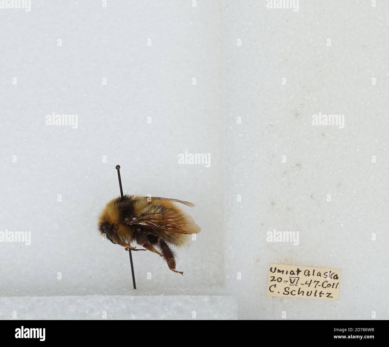 Umiat, North Slope, Alaska, United States, Bombus (Pyrobombus ...