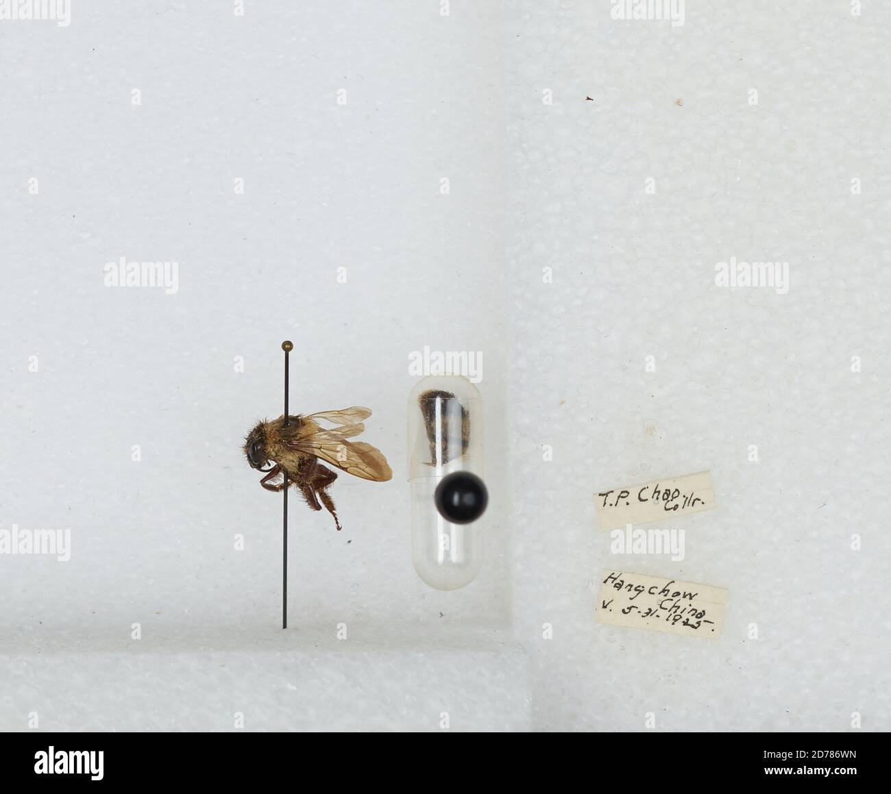 Hangzhou, Zhejiang, China, Bombus (Diversobombus) trifasciatus Smith ...