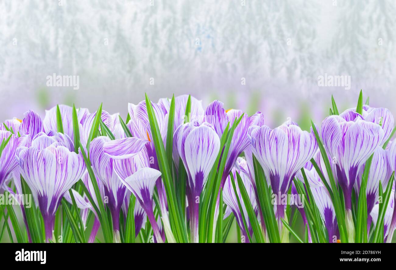 Violet crocus flowers Stock Photo - Alamy