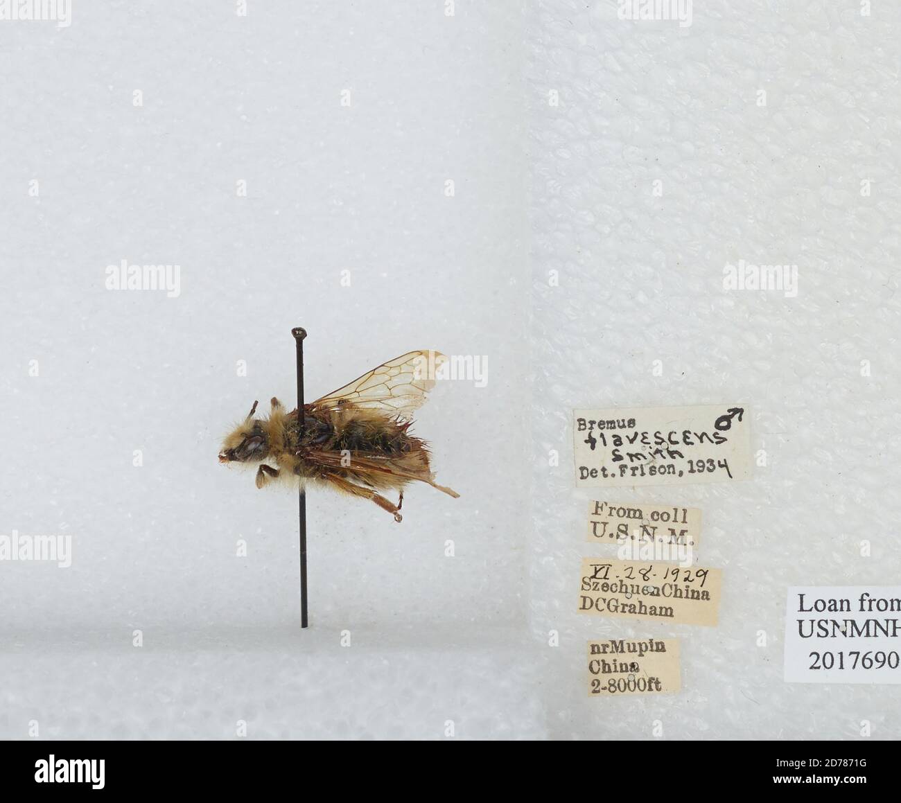 near Muping, Sichuan, China, Bombus (Pyrobombus) flavescens Smith, 1852 ...