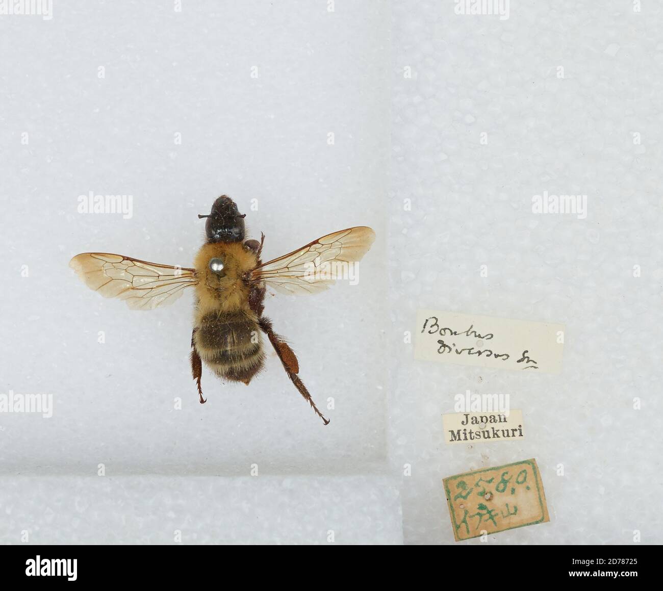 Japan, Bombus (Diversobombus) diversus Smith, Animalia, Arthropoda, Insecta, Hymenoptera, Apidae ...