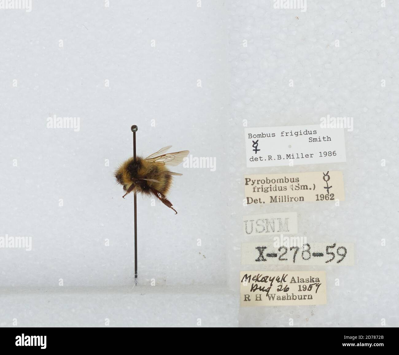 Mekoryuk, Bethel, Alaska, United States, Bombus (Pyrobombus) frigidus ...