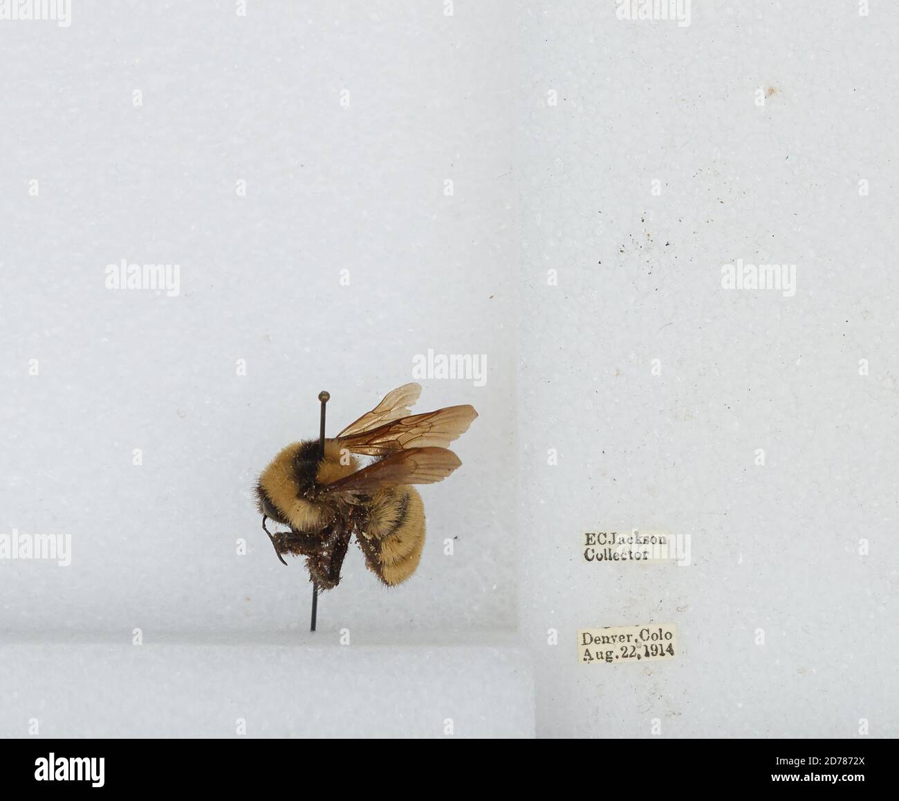 Denver, Colorado, United States, Bombus (Fervidobombus) fervidus ...