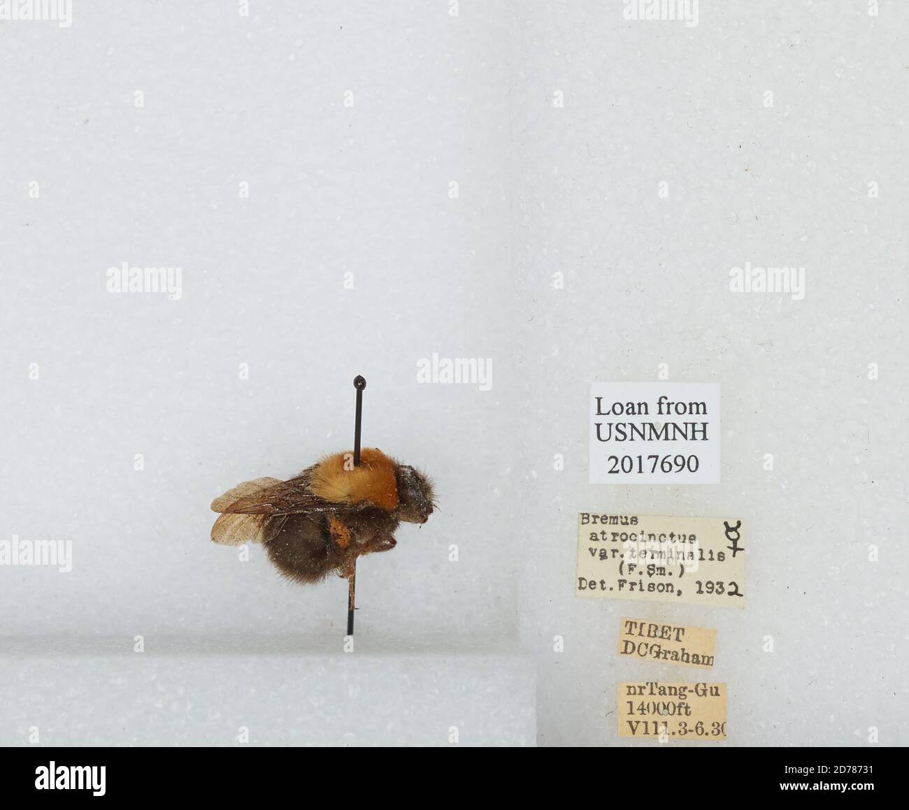 near Tang-Gu, Tibet Autonomous Region, China, Bombus (Festivobombus ...