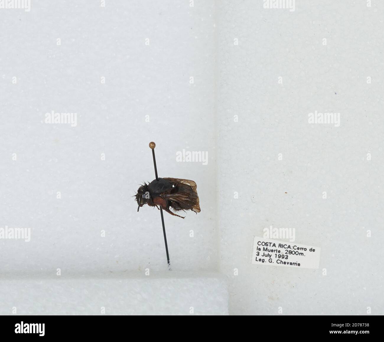 Cerro de la Muerte, San Jose, Costa Rica, Bombus (Pyrobombus ...