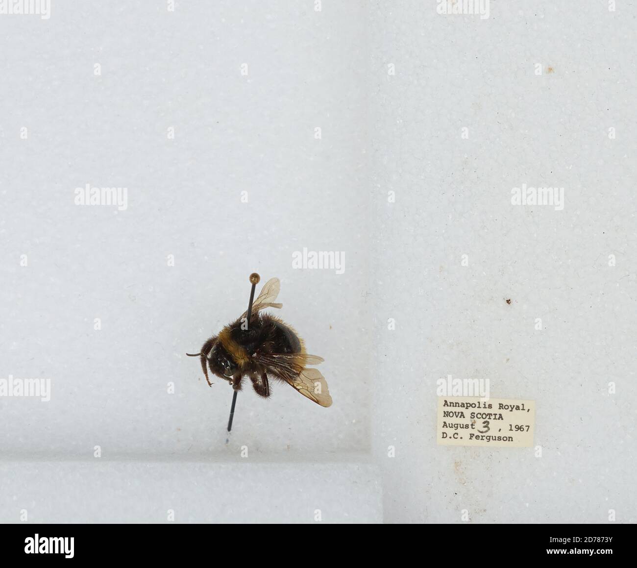 Annapolis Royal, Nova Scotia, Canada, Bombus (Bombus) terricola Kirby ...