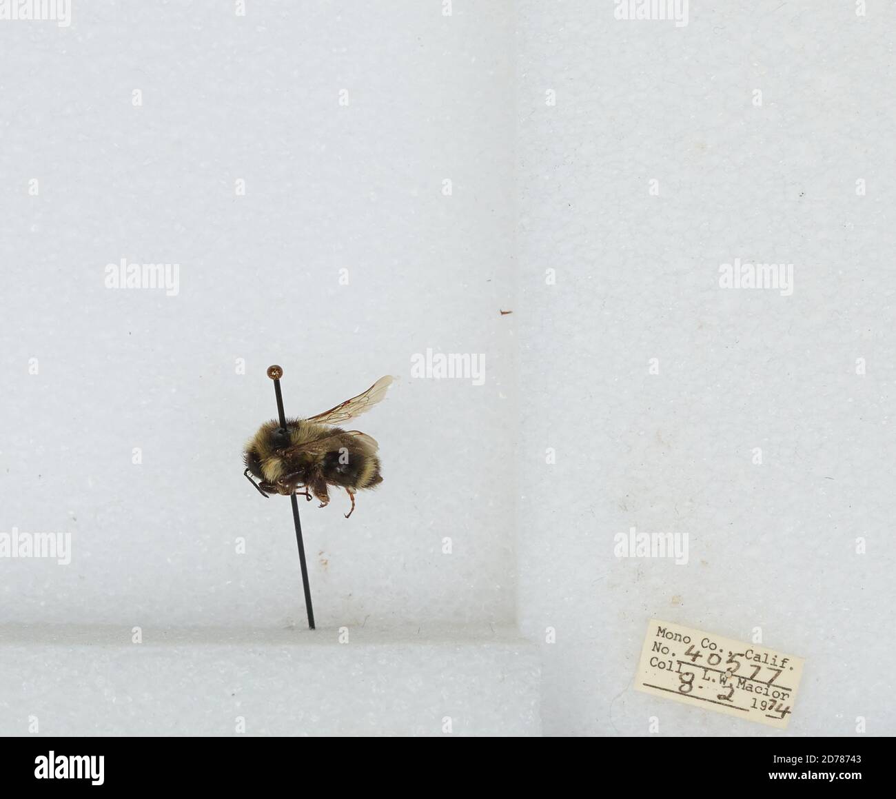 Mono, California, United States, Bombus (Cullumanobombus) rufocinctus ...