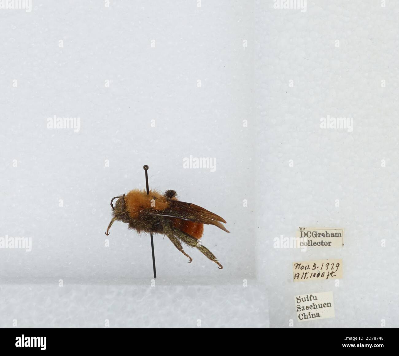 Suifu, Sichuan, China, Bombus (Tricornibombus) atripes Smith, Animalia ...