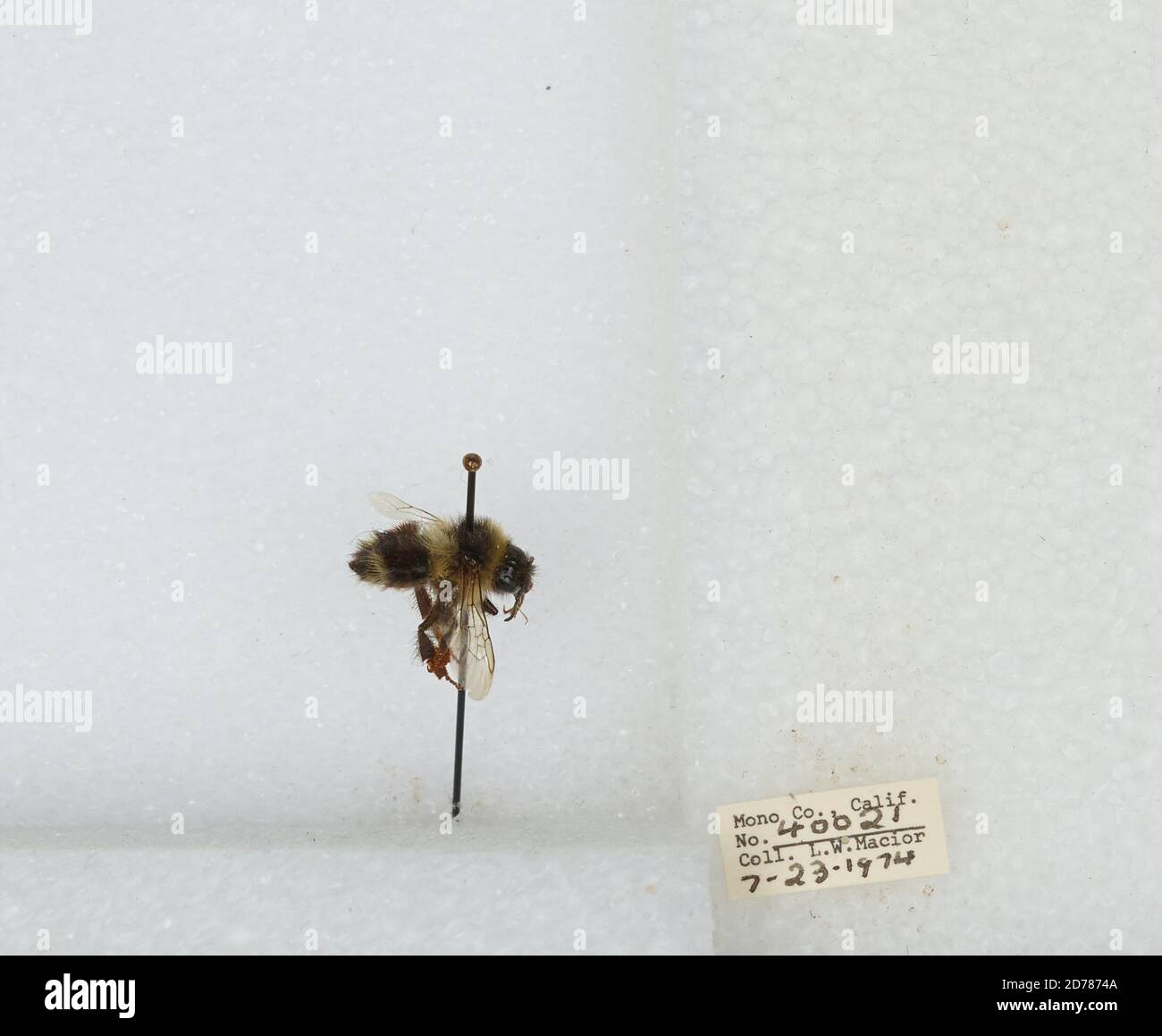 Mono, California, United States, Bombus (Cullumanobombus) rufocinctus ...