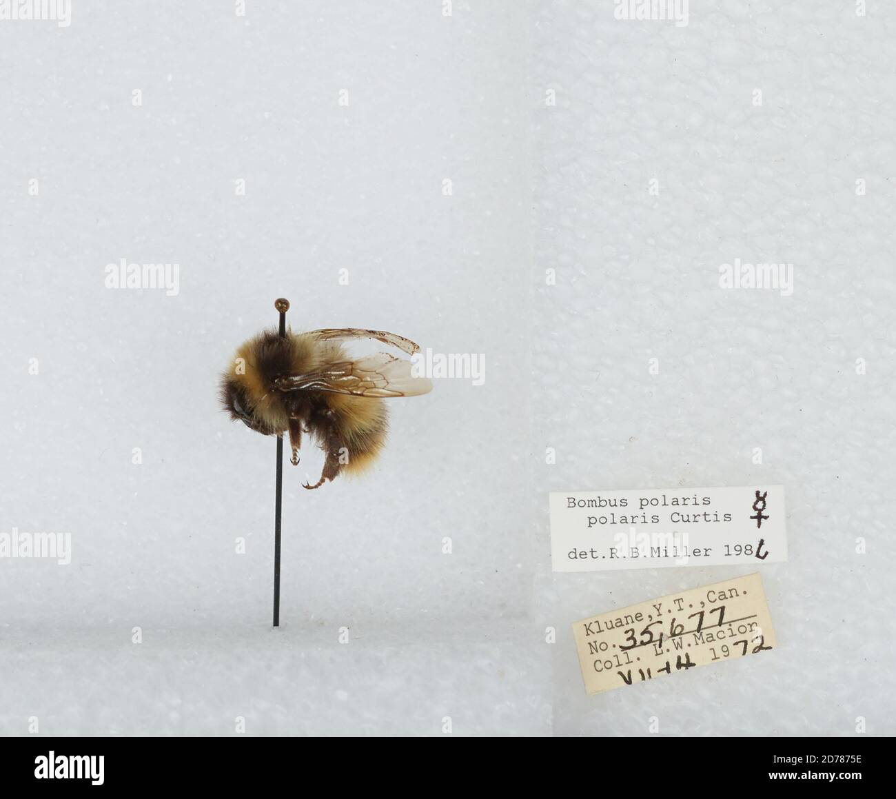 Kluane, Yukon Territory, Canada, Bombus (Alpinobombus) polaris Curtis ...