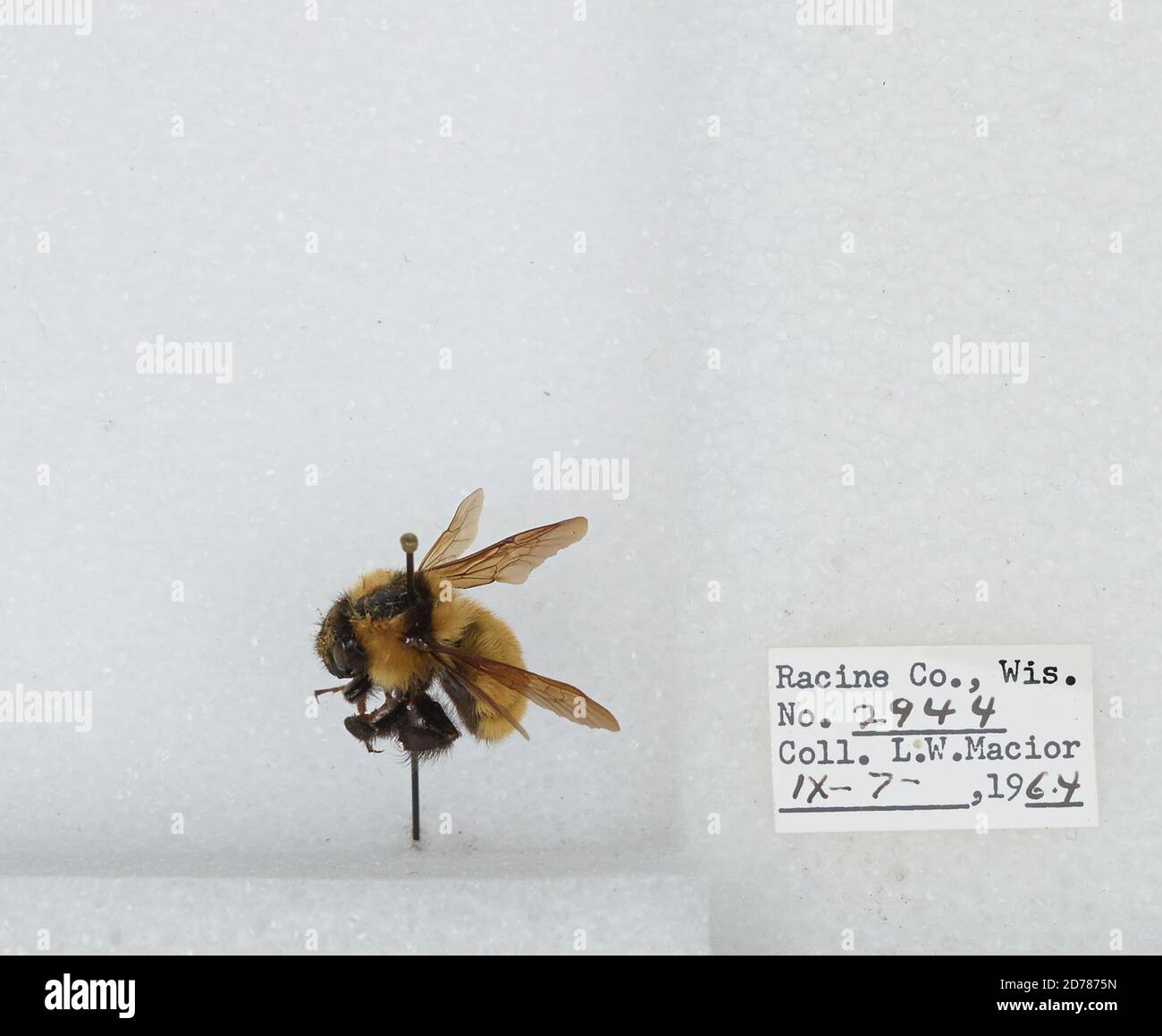 Racine, Wisconsin, United States, Bombus (Fervidobombus) fervidus ...