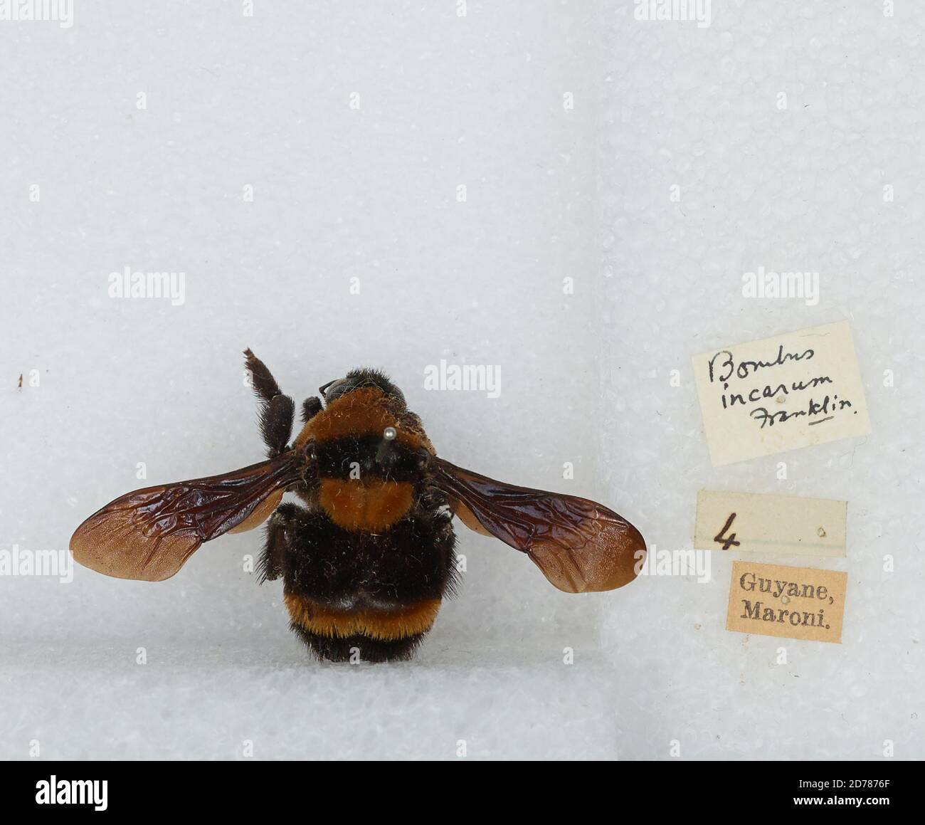 Saint-Laurent-du-Maroni, French Guiana, France, Bombus (Fervidobombus ...