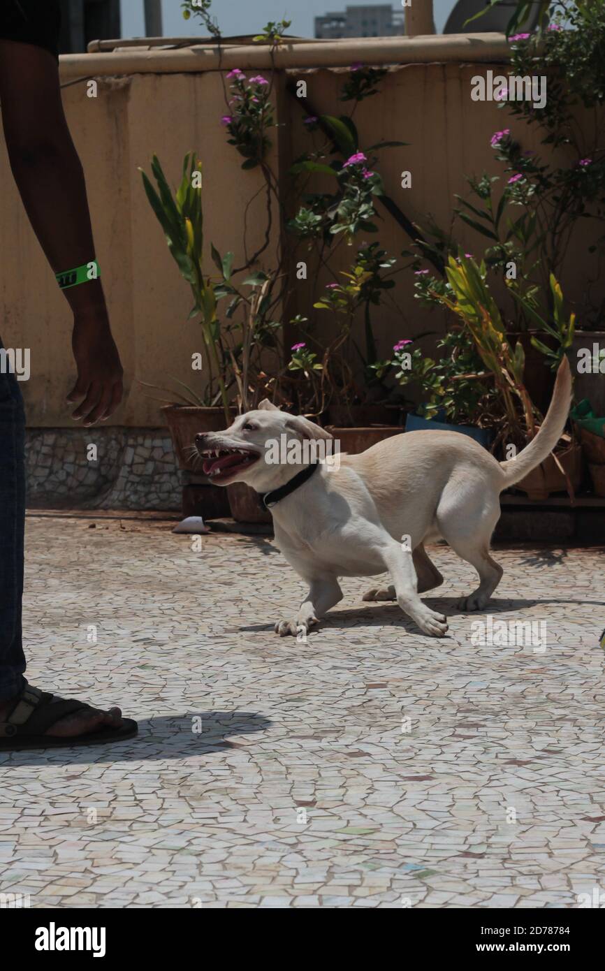 Portrait white fluffy labrador hi-res stock photography and images - Alamy