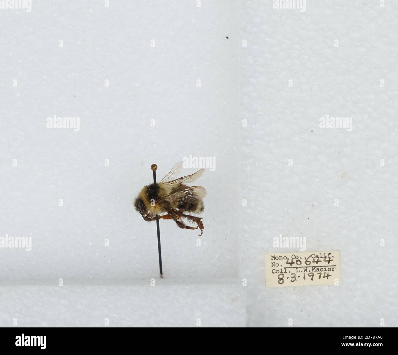 Mono, California, United States, Bombus (Cullumanobombus) rufocinctus ...