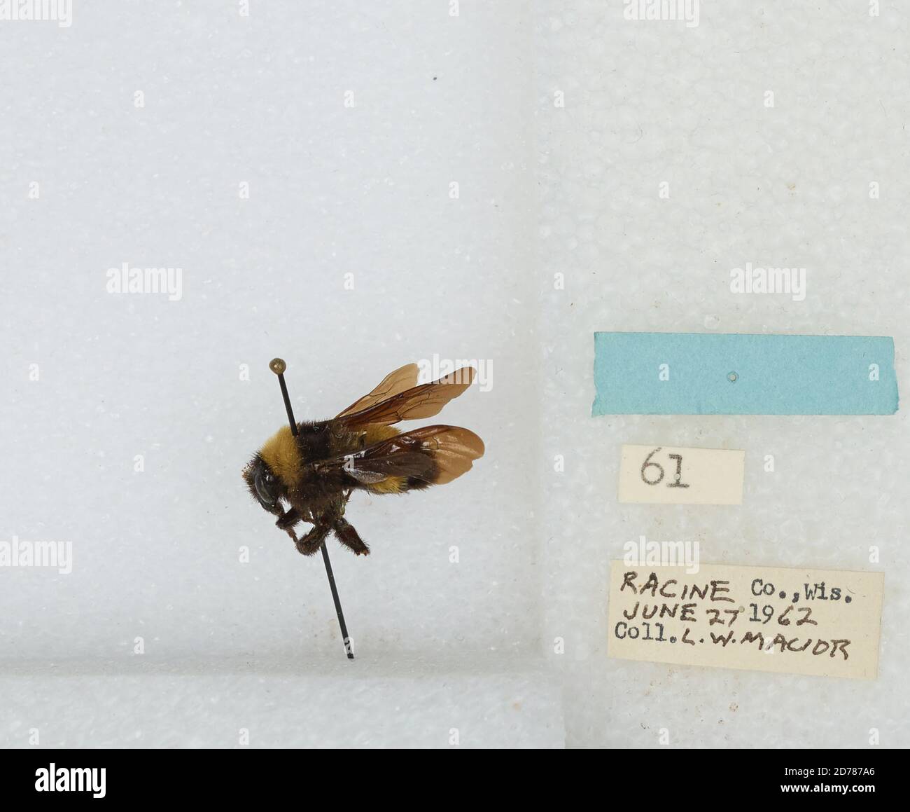 Racine, Wisconsin, United States, Bombus (Fervidobombus) pensylvanicus ...