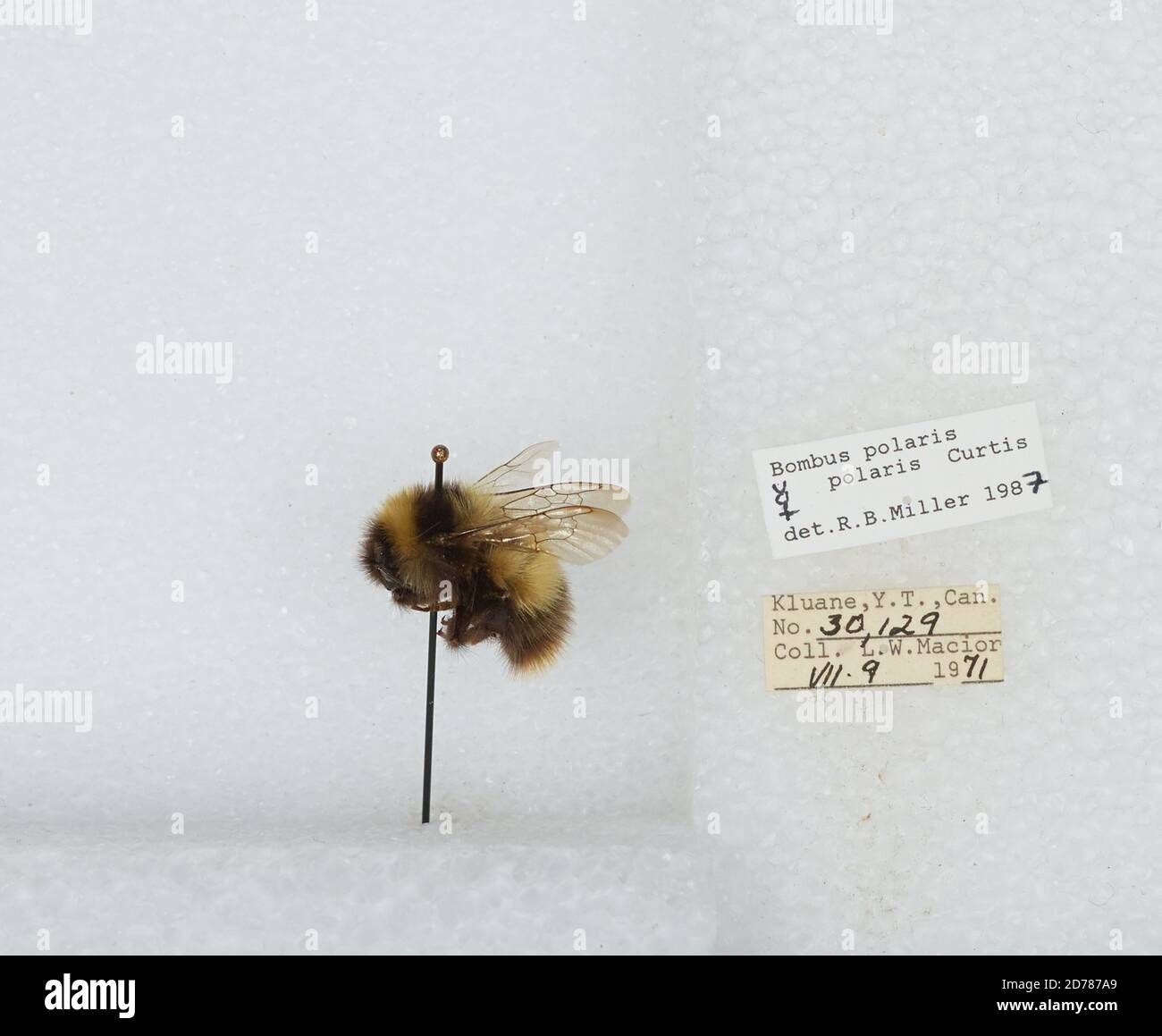 Kluane, Yukon Territory, Canada, Bombus (Alpinobombus) polaris Curtis ...