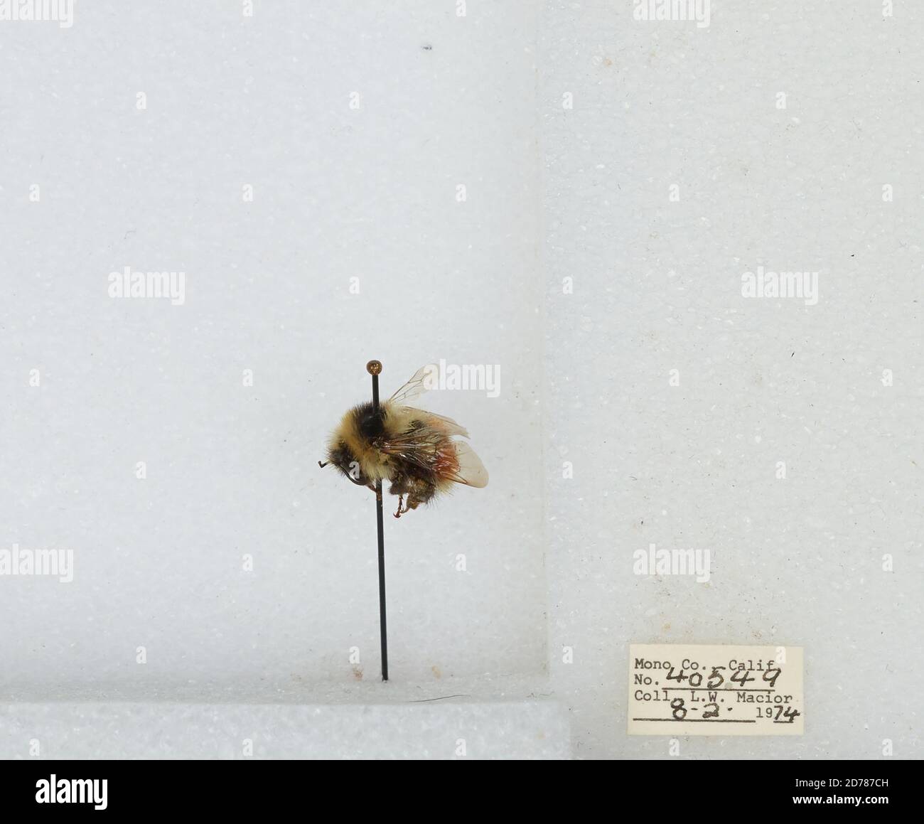 Mono, California, United States, Bombus (Cullumanobombus) rufocinctus ...