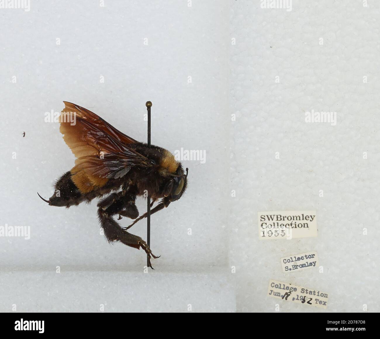 College Station, Brazos, Texas, United States, Bombus (Fervidobombus ...