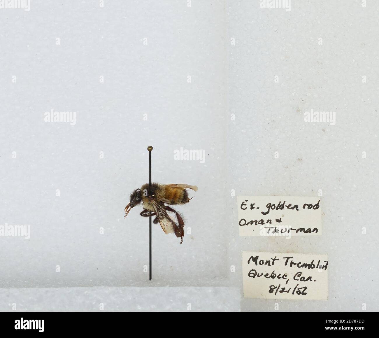 Mont Tremblant, Quebec, Canada, Bombus (Pyrobombus) ternarius Say ...