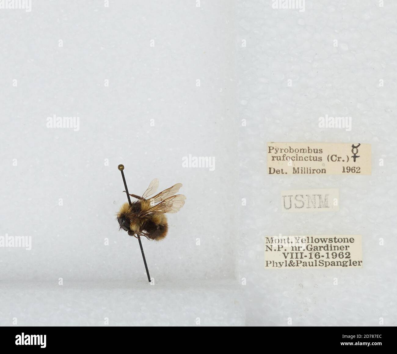 Yellowstone National Park near Gardiner, Park, Montana, United States ...