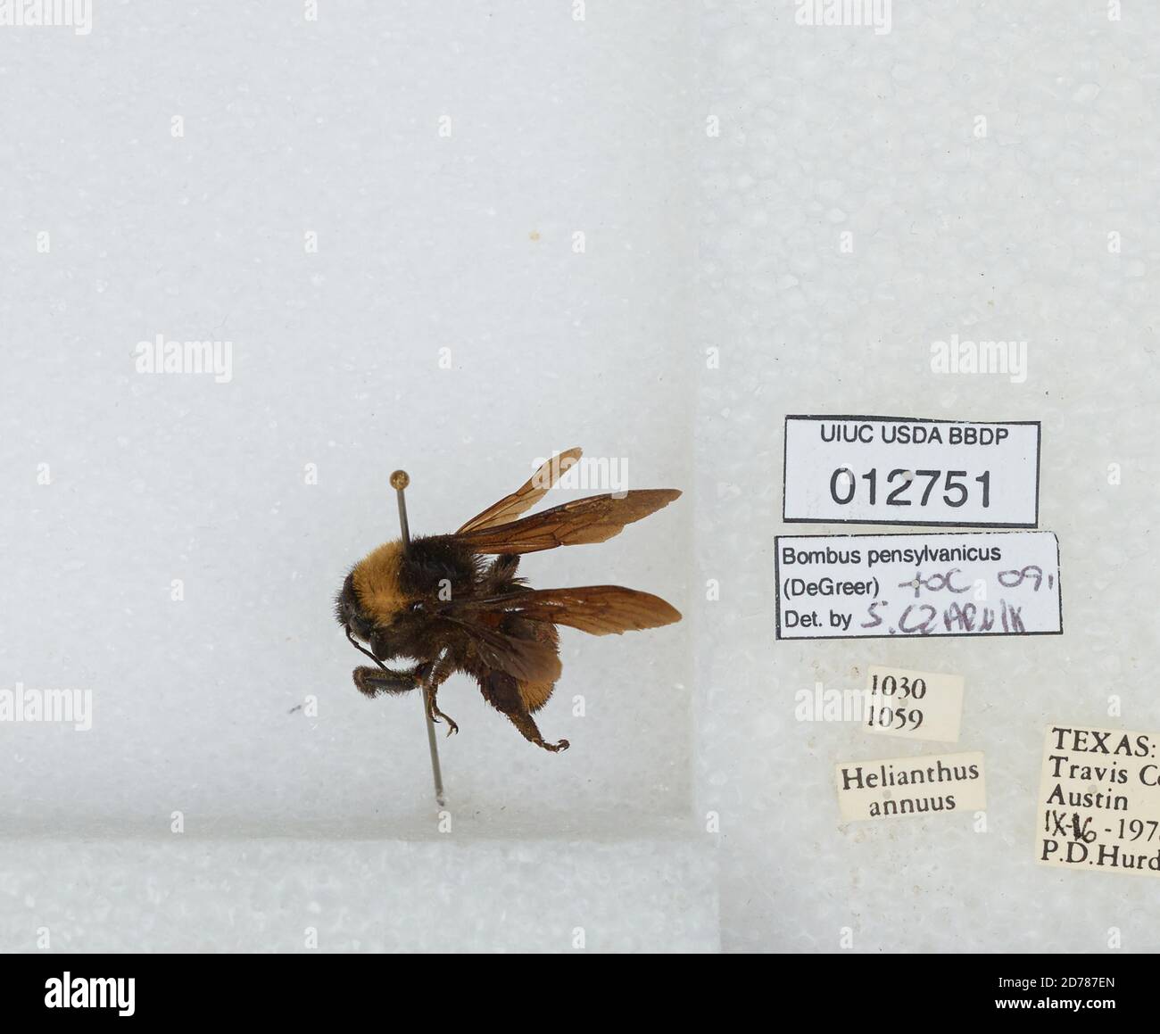 Austin, Travis, Texas, United States, Bombus (Fervidobombus ...