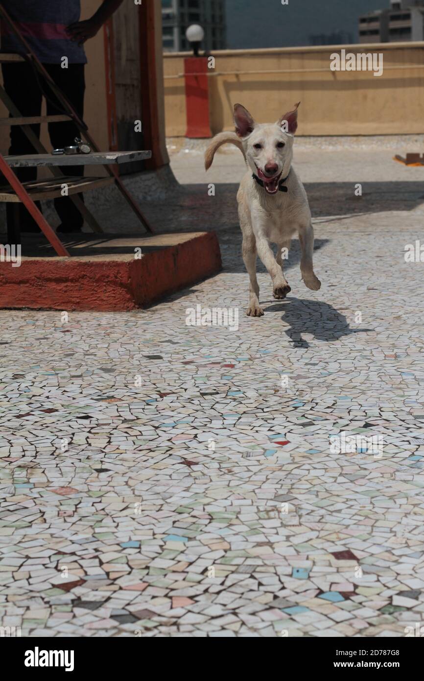 white Labrador dog is running speed stock photo Stock Photo - Alamy