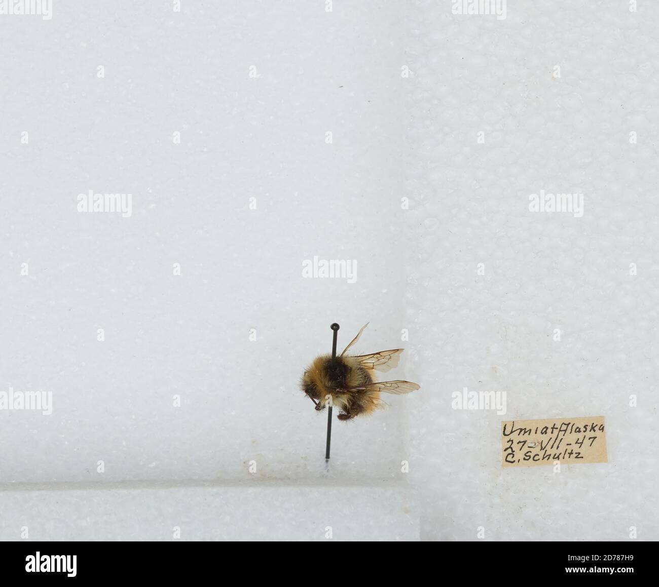 Umiat, North Slope, Alaska, United States, Bombus (Pyrobombus ...