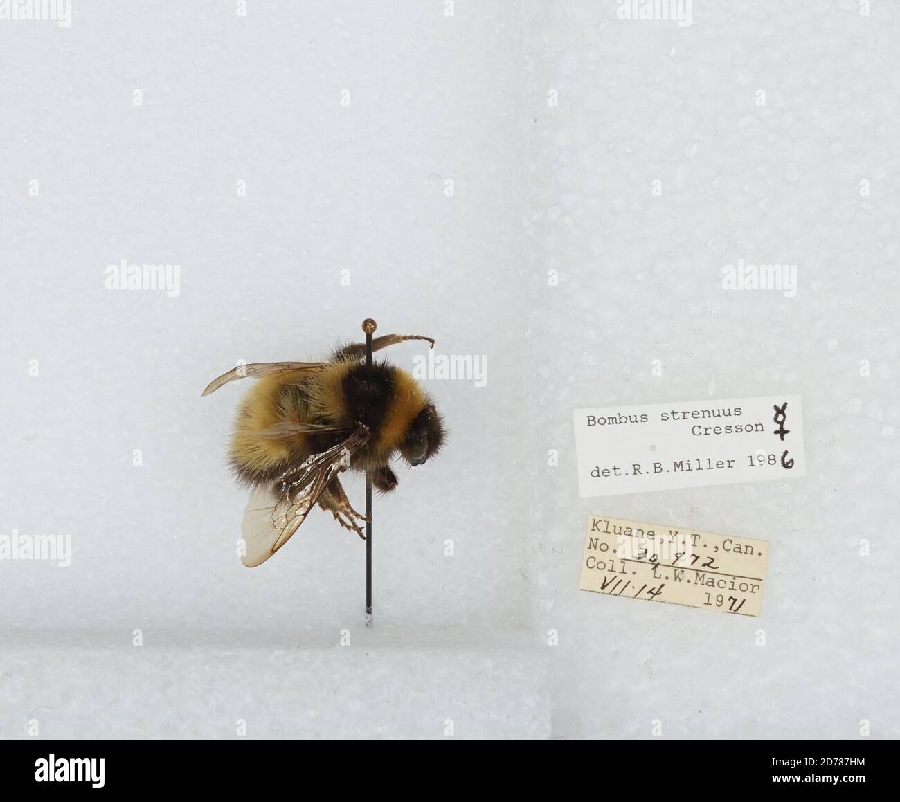 Kluane, Yukon Territory, Canada, Bombus (Alpinobombus) neoboreus Sladen ...