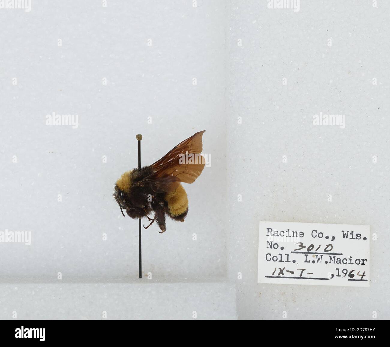 Racine, Wisconsin, United States, Bombus (Fervidobombus) pensylvanicus ...