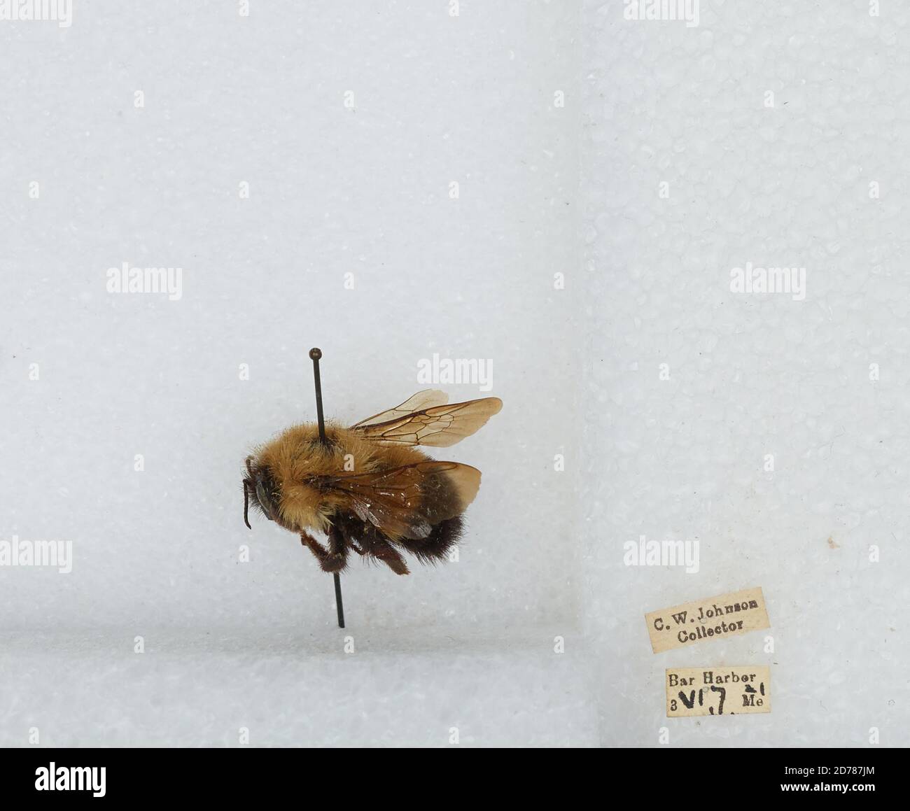 Bar Harbor, Hancock, Maine, United States, Bombus (Pyrobombus) vagans ...