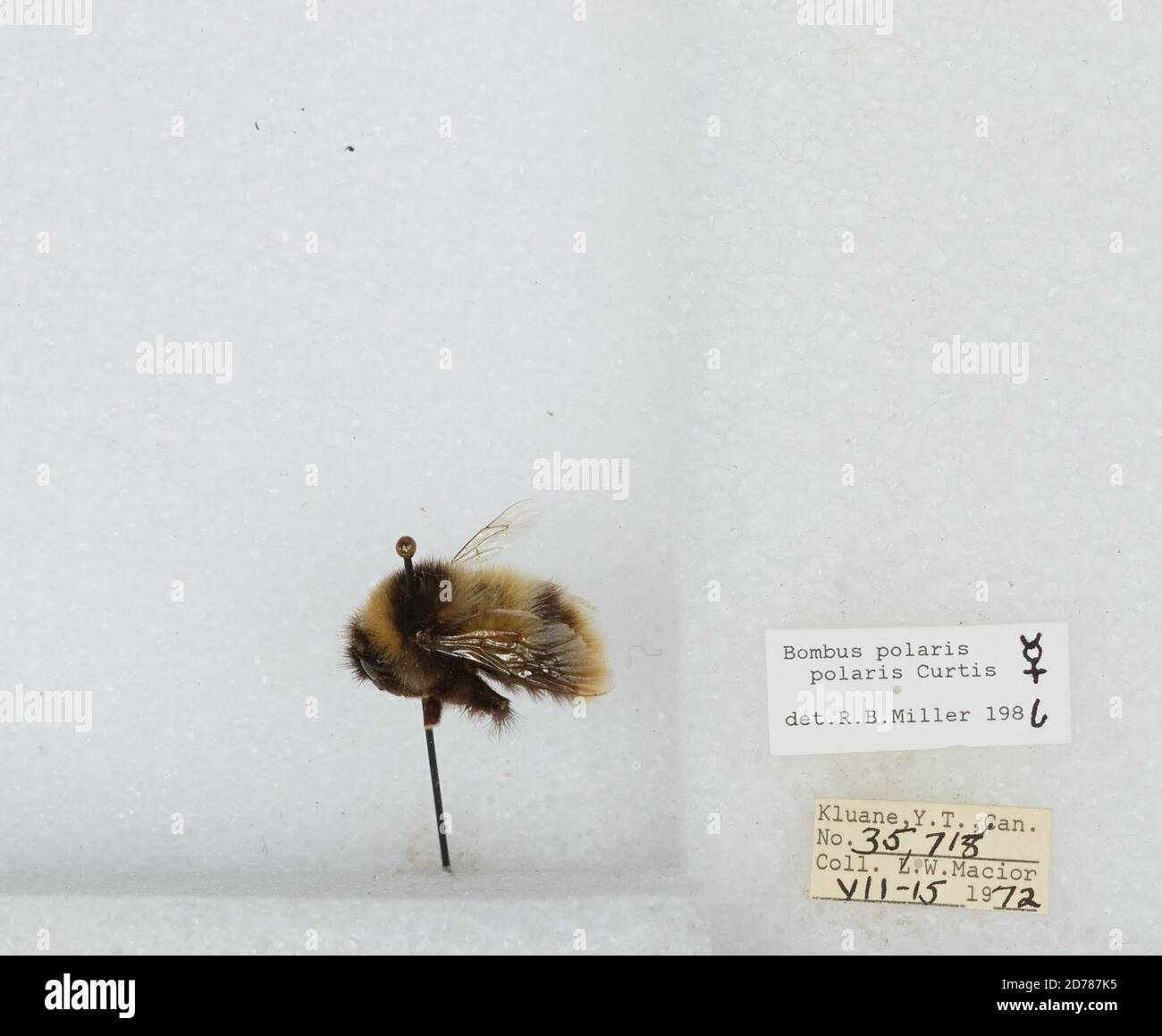 Kluane, Yukon Territory, Canada, Bombus (Alpinobombus) polaris Curtis ...