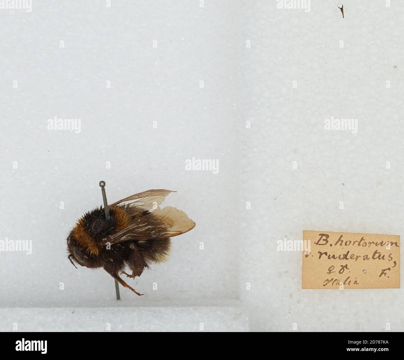 Italy, Bombus (Megabombus) ruderatus (Fabricius), Animalia, Arthropoda ...