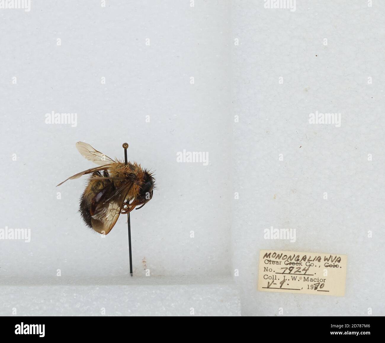Monongalia, West Virginia, United States, Bombus (Pyrobombus) vagans ...