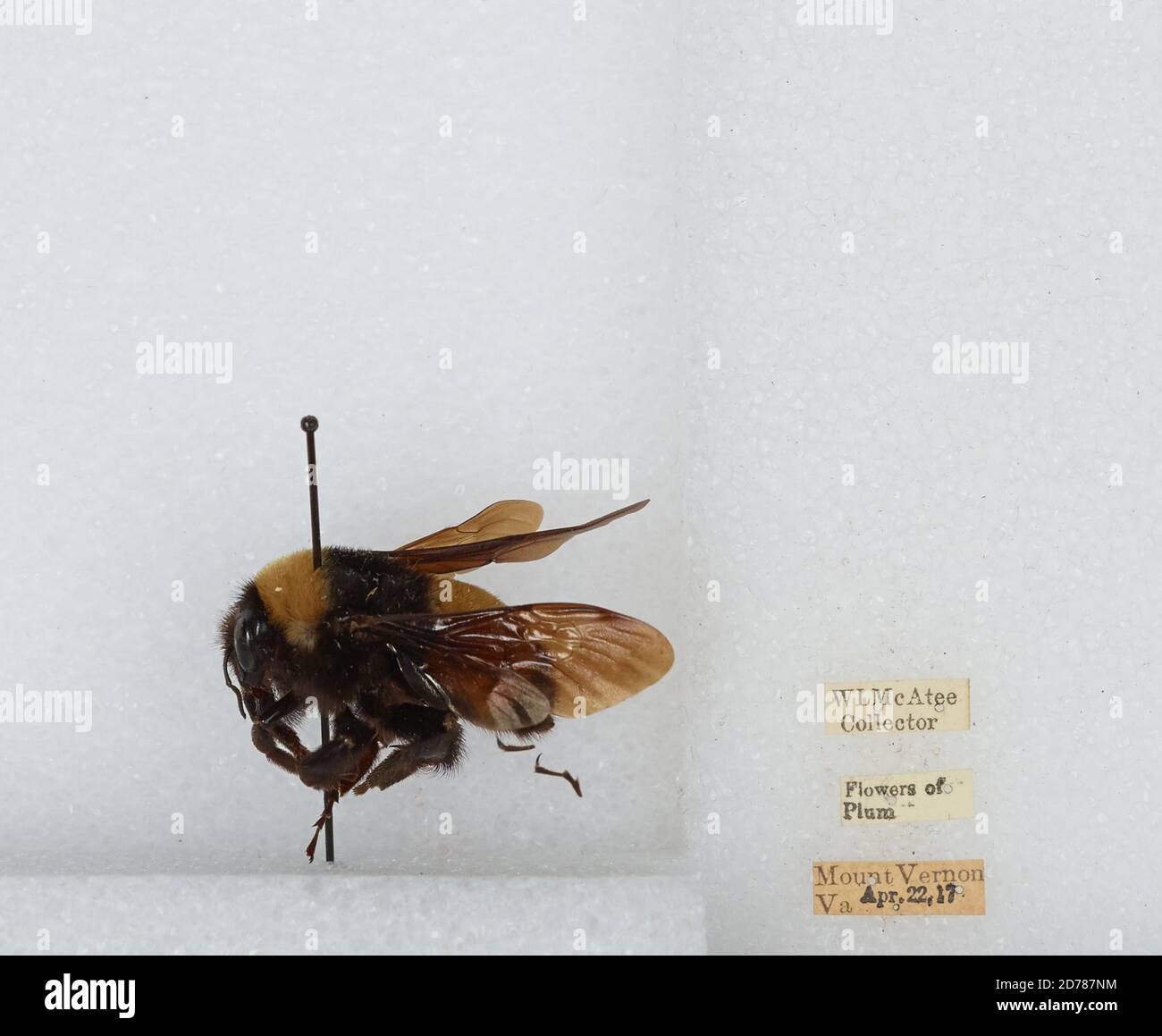 Mount Vernon, Fairfax, Virginia, United States, Bombus (Fervidobombus ...