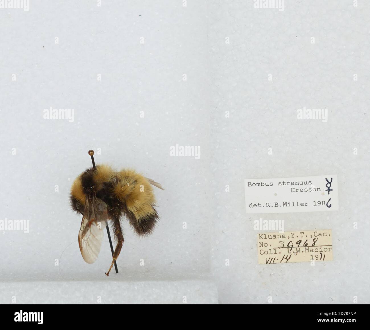 Kluane, Yukon Territory, Canada, Bombus (Alpinobombus) neoboreus Sladen ...