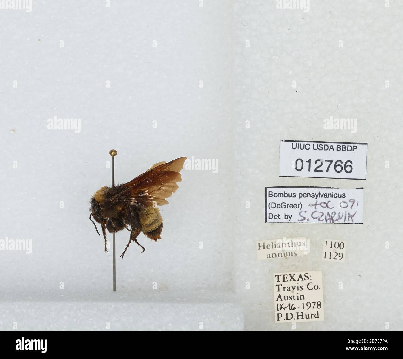Austin, Travis, Texas, United States, Bombus (Fervidobombus ...